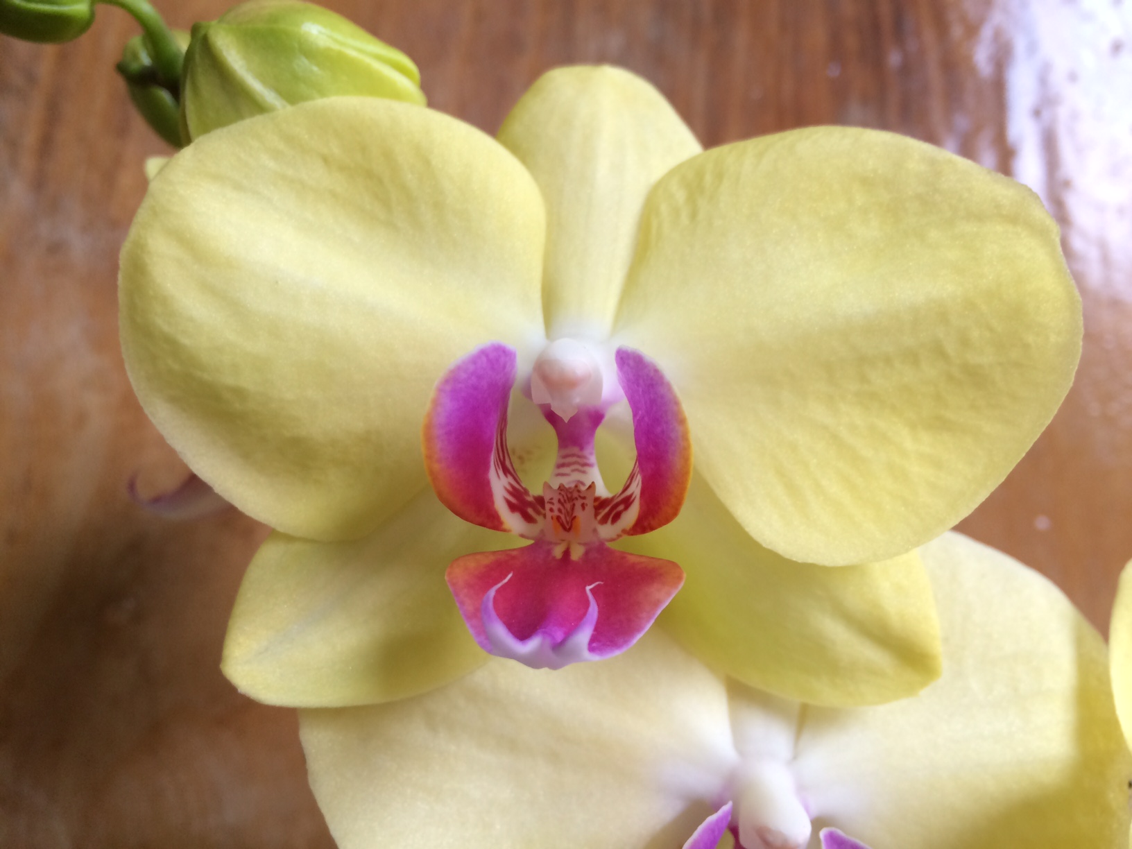 Phaelenopsis, Orchideen Pflege, Orchidee umtopfen